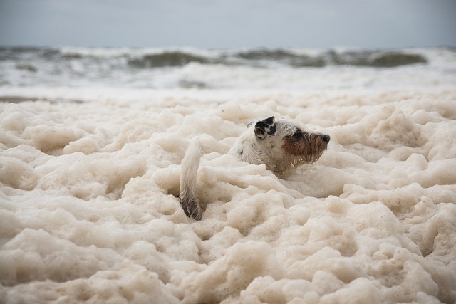 Chien Mousse Animal Domestique - Photo gratuite sur Pixabay - Pixabay