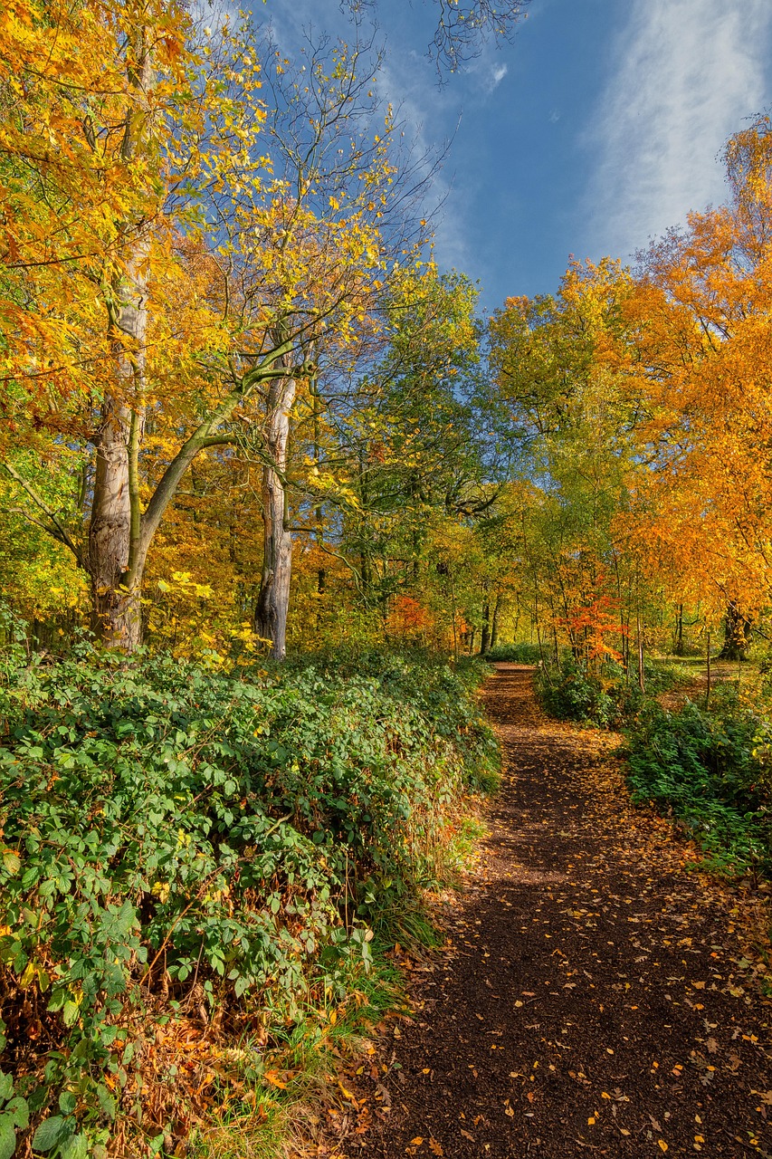 Feuilles D'Automne Ensoleillement - Photo gratuite sur Pixabay - Pixabay