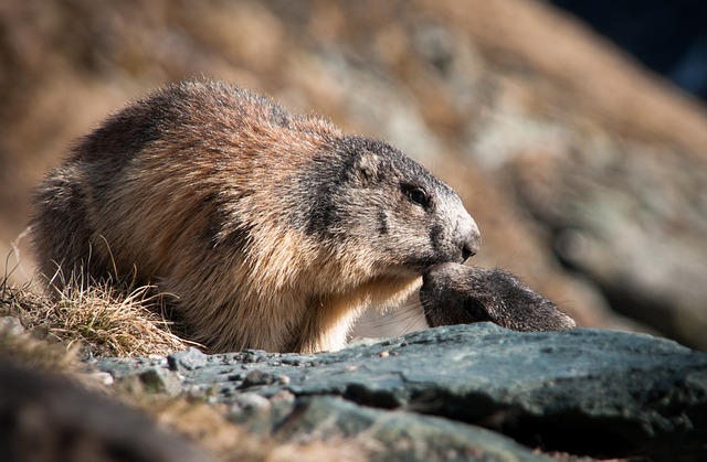 Marmot Animal Rodent - Free photo on Pixabay
