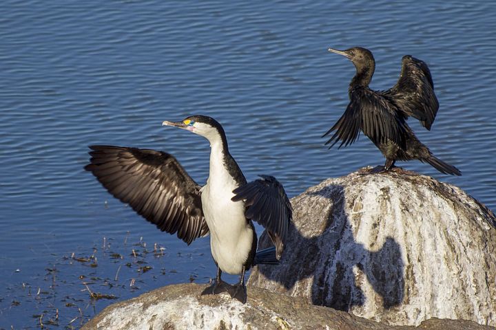 60+ Free Shag & Bird Images - Pixabay