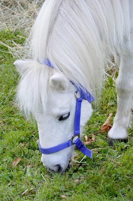 Pony Horse Mane - Free photo on Pixabay