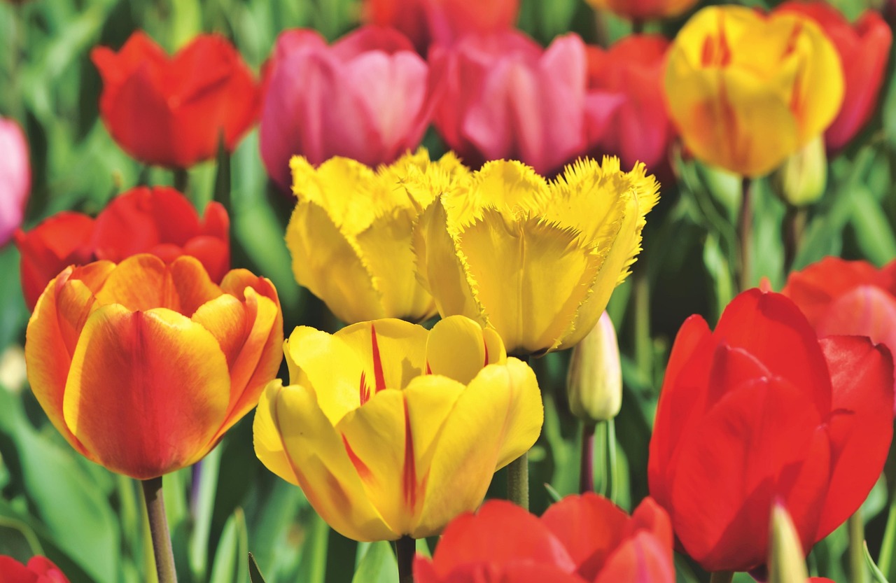 Tulips Tulip Field Bloom - Free photo on Pixabay - Pixabay