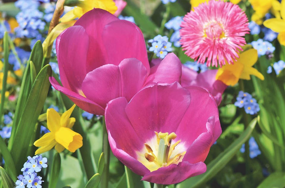 Tulip Blossom Bloom - Free photo on Pixabay