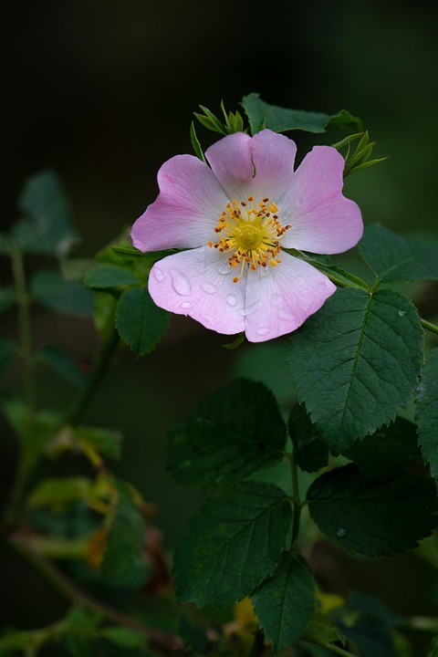 Bloem Roze Bloesem - Gratis foto op Pixabay - Pixabay