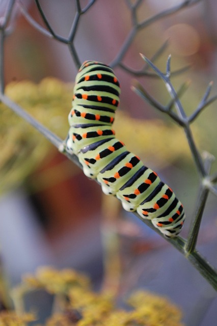 Chenille Intéressant En Plein Air - Photo gratuite sur Pixabay - Pixabay