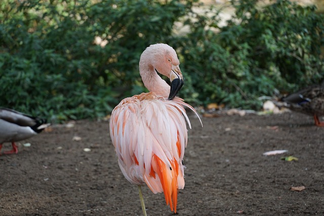 Flamant Zoo Rose - Photo gratuite sur Pixabay