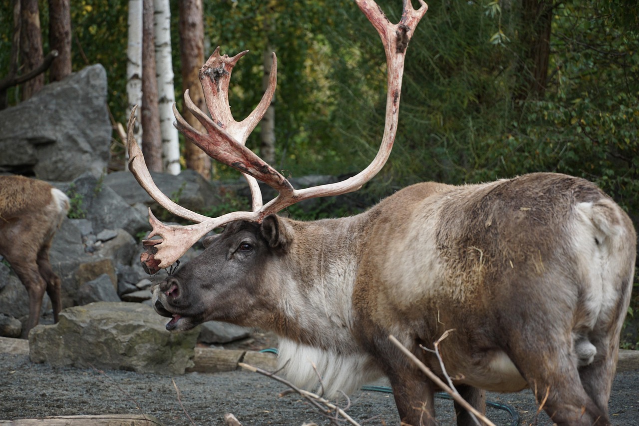 70,000+ Free Wild Reindeer & Reindeer Images - Pixabay