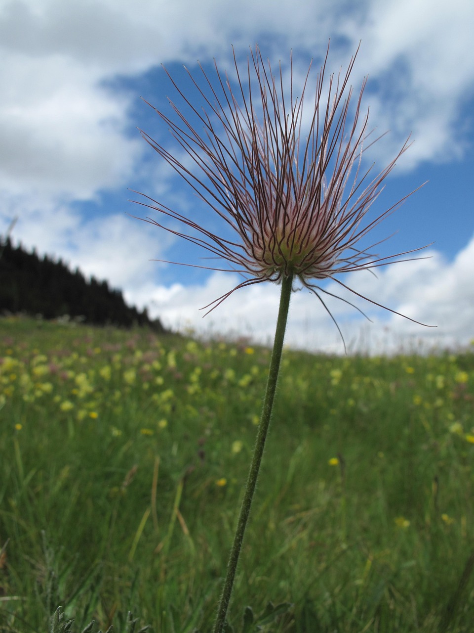 Prairie Fleurie Alm Suisse - Photo gratuite sur Pixabay - Pixabay