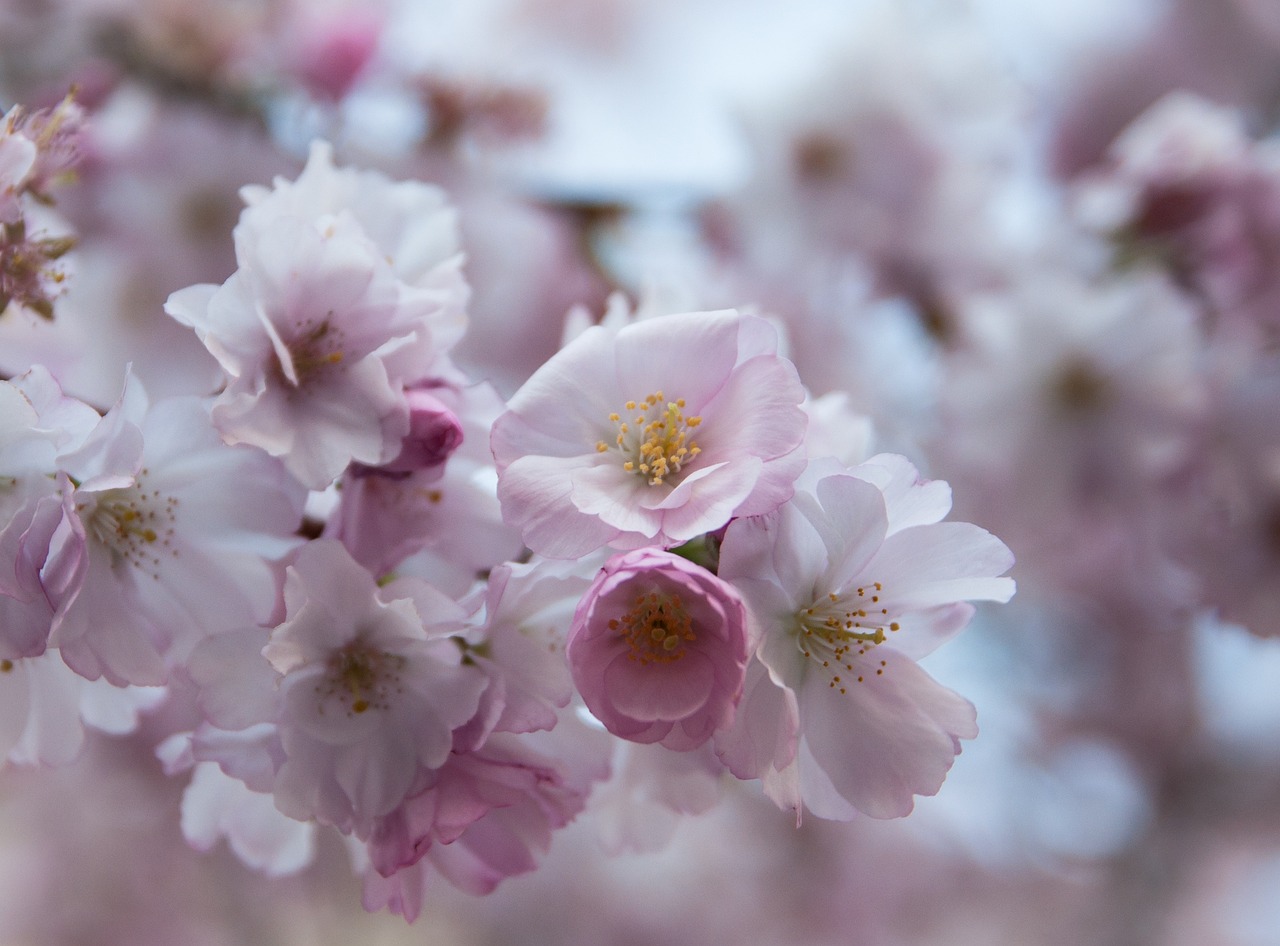 Flores Flor De Cerezo Rosado - Foto gratis en Pixabay - Pixabay
