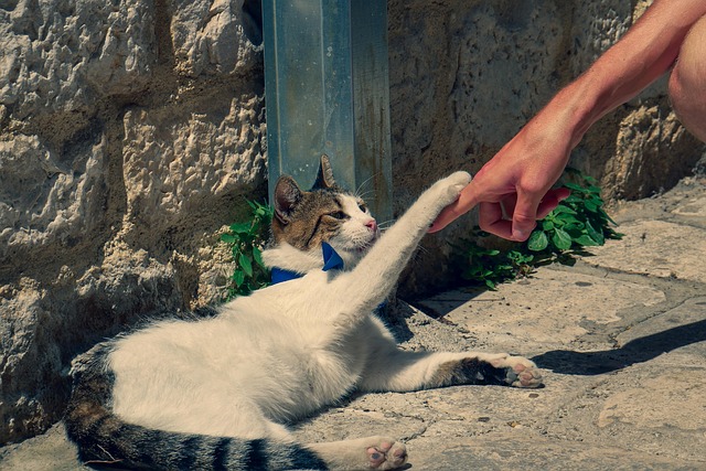 Cat Paw Hand - Free photo on Pixabay - Pixabay