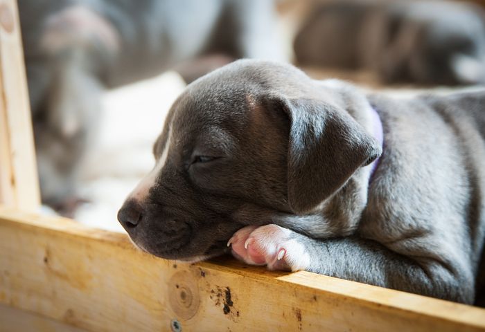 100+ Free Doggy Style & Dog Images - Pixabay