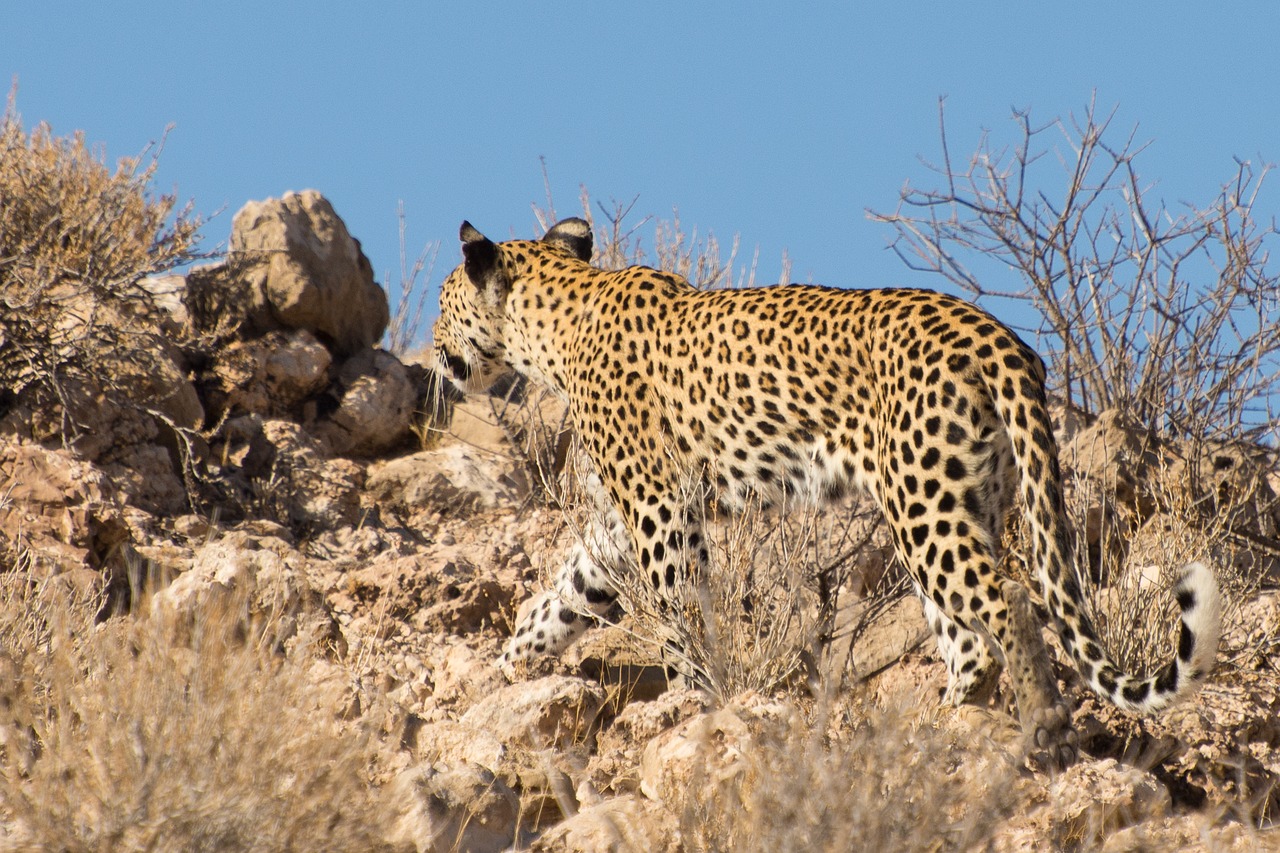 Wildcat Kalahari Big Cat - Free photo on Pixabay - Pixabay