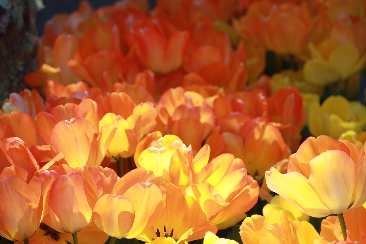 Orange Tulips Flower Spring - Free photo on Pixabay - Pixabay
