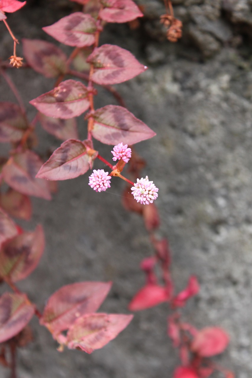 Pink Blossom Nature - Free photo on Pixabay