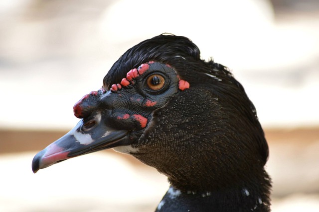 Pato Animales Exóticos Naturaleza - Foto gratis en Pixabay