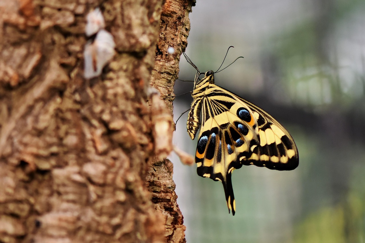 Butterfly Swallowtail Insect - Free photo on Pixabay