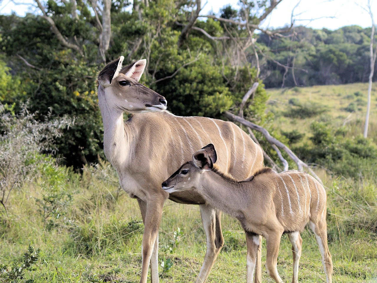 7,000+ Free African Kudu & Kudu Images - Pixabay