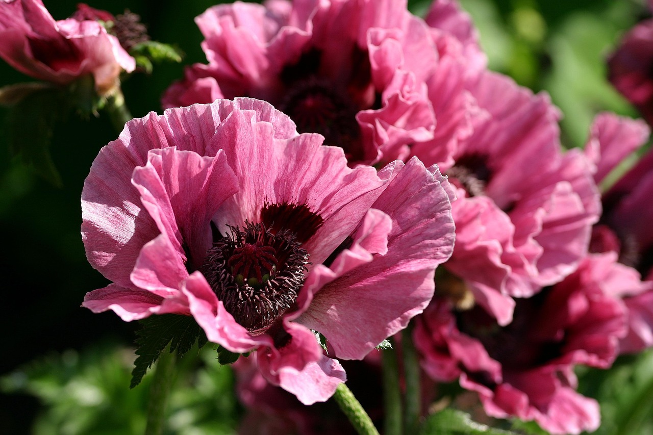 Flor De Amapola Jardín Flores - Foto gratis en Pixabay - Pixabay