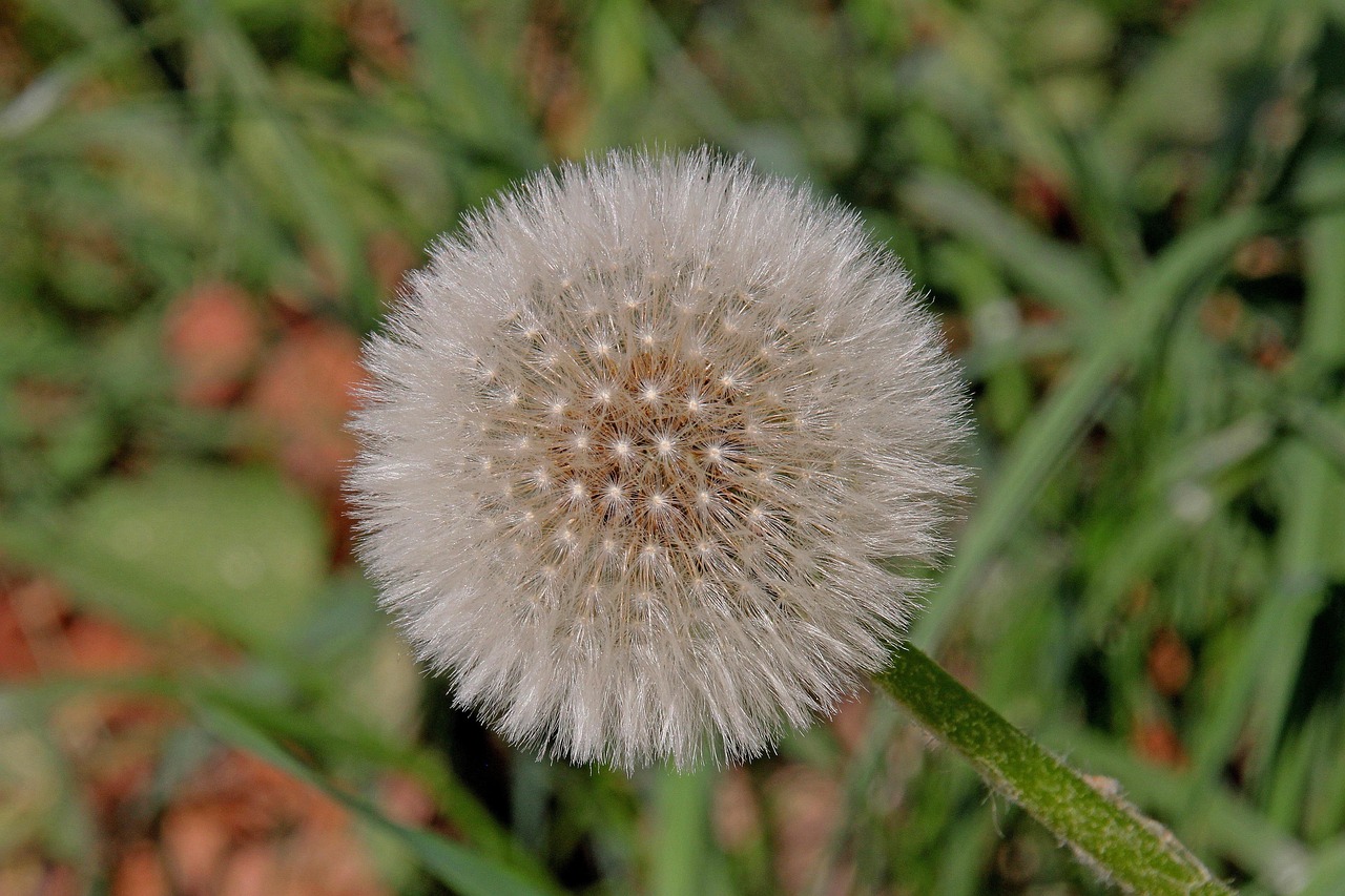 Dandelion Nature Plant Pointed - Free photo on Pixabay - Pixabay