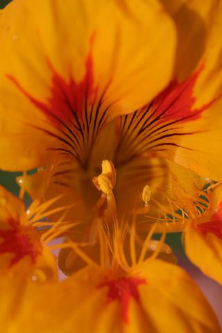 Plus de 300 images de Capucine et de Fleur - Pixabay