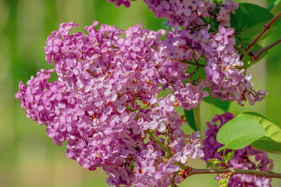 Lilac Oleaceae Blossom - Free photo on Pixabay - Pixabay