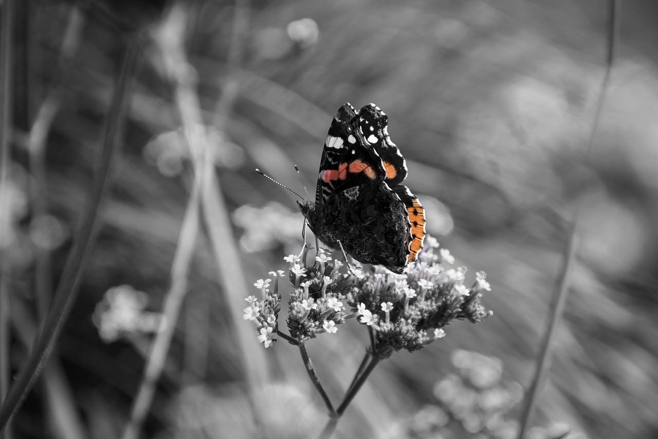 Butterfly Flower Nature - Free photo on Pixabay - Pixabay