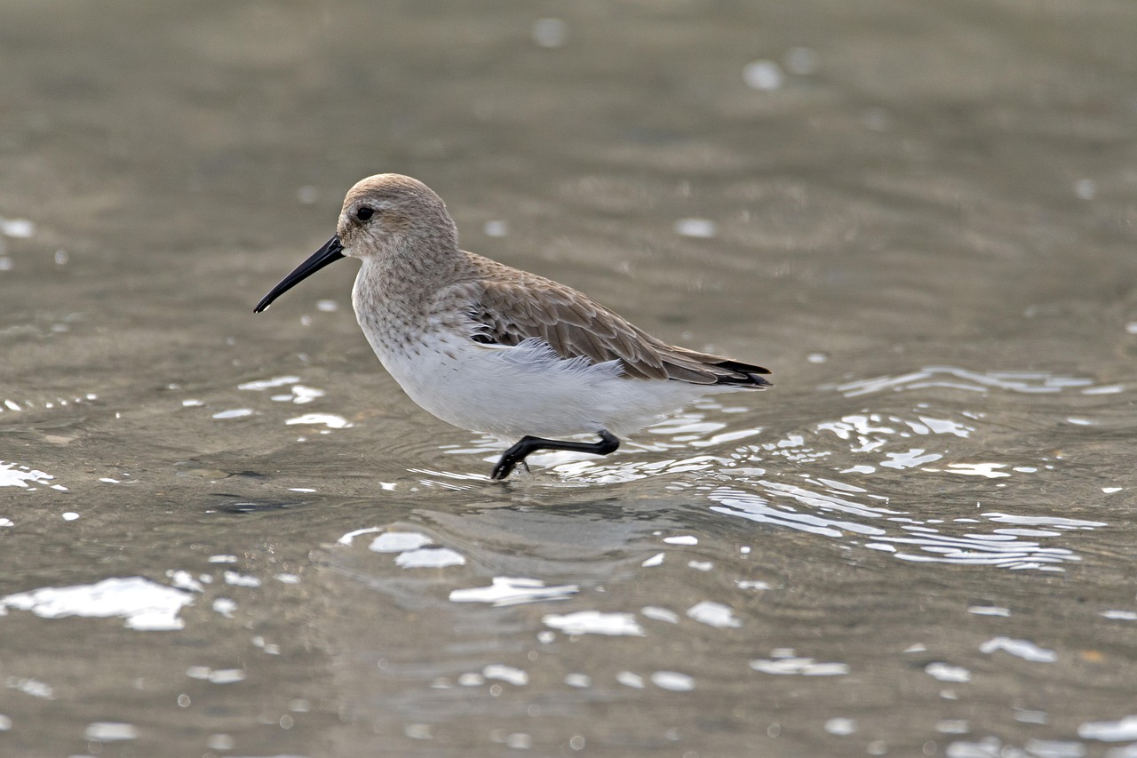 20+ Free Dunlin & Nature Photos - Pixabay