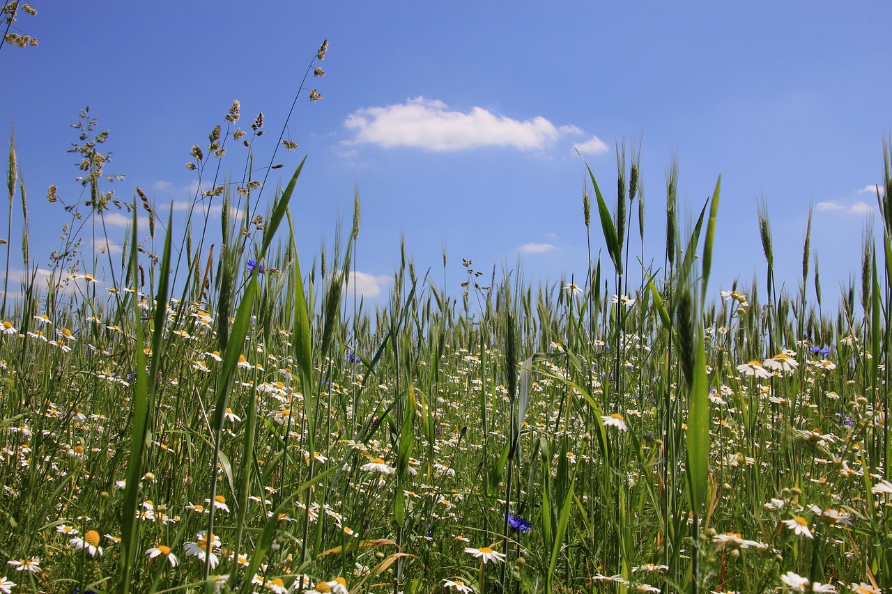 Prado Flores Del Flor - Foto gratis en Pixabay - Pixabay