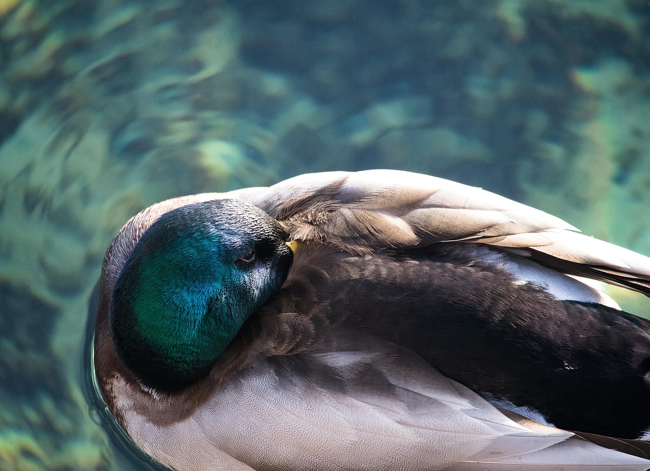 Colvert Canard Animal - Photo gratuite sur Pixabay - Pixabay