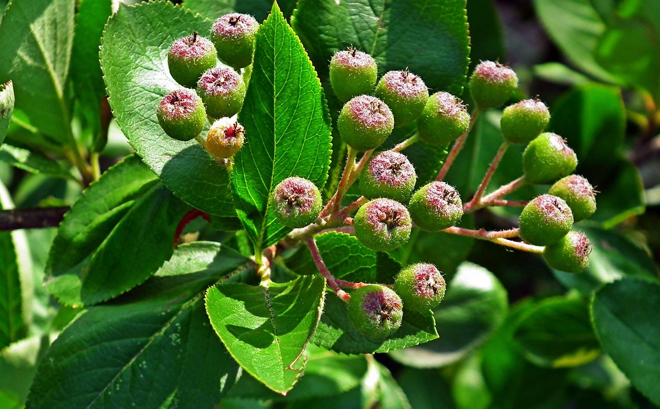 Chokeberry Fruit Bush - Free photo on Pixabay - Pixabay