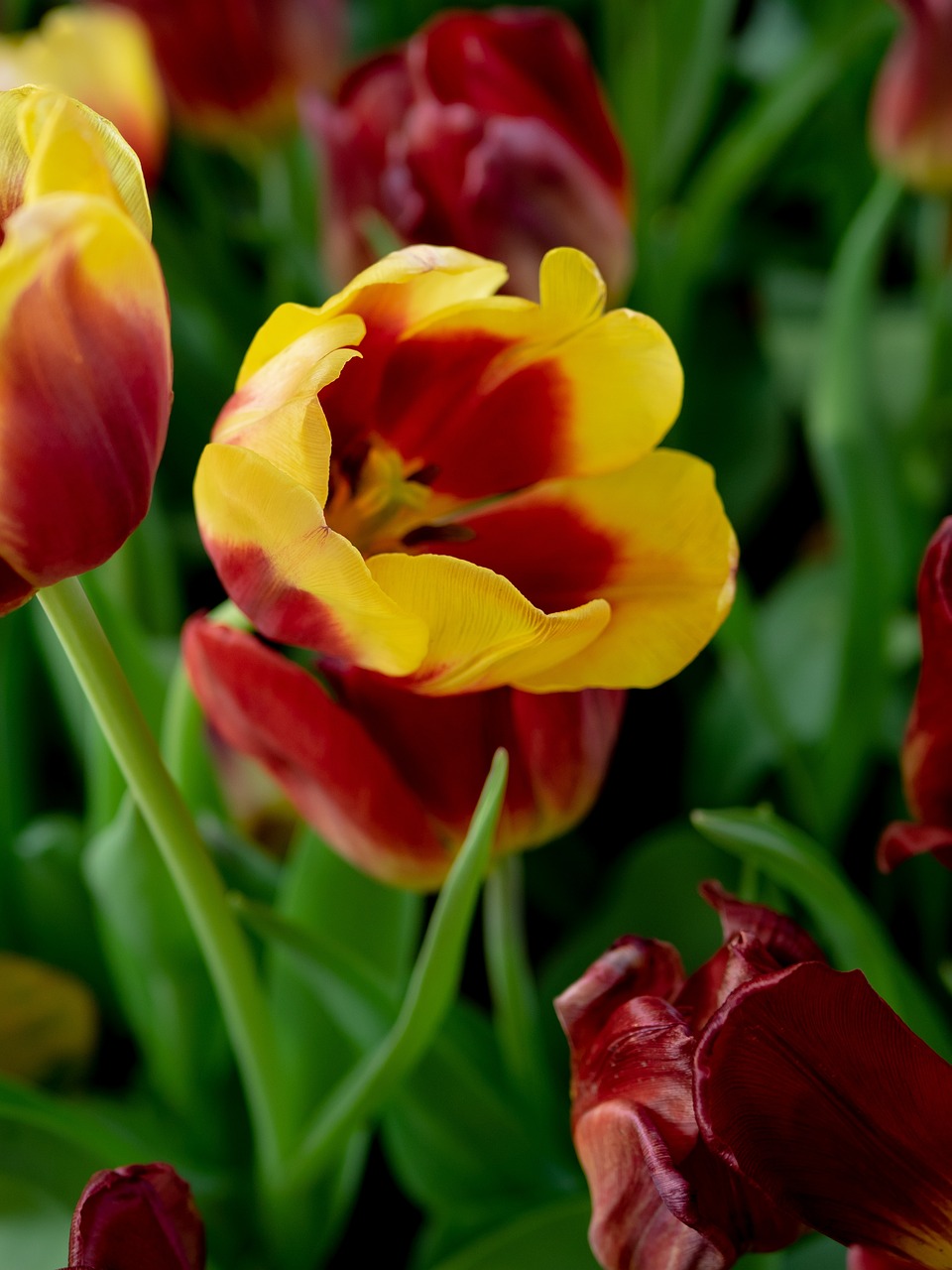 United Tu-Lip Flower Beautiful - Free photo on Pixabay - Pixabay