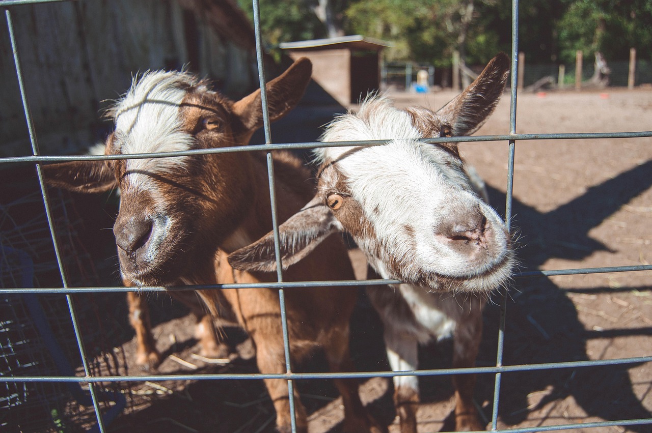 Cabras Granja - Foto gratis en Pixabay - Pixabay