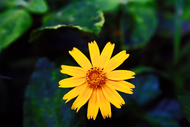 Alam Tanaman Daun Bunga - Foto gratis di Pixabay - Pixabay
