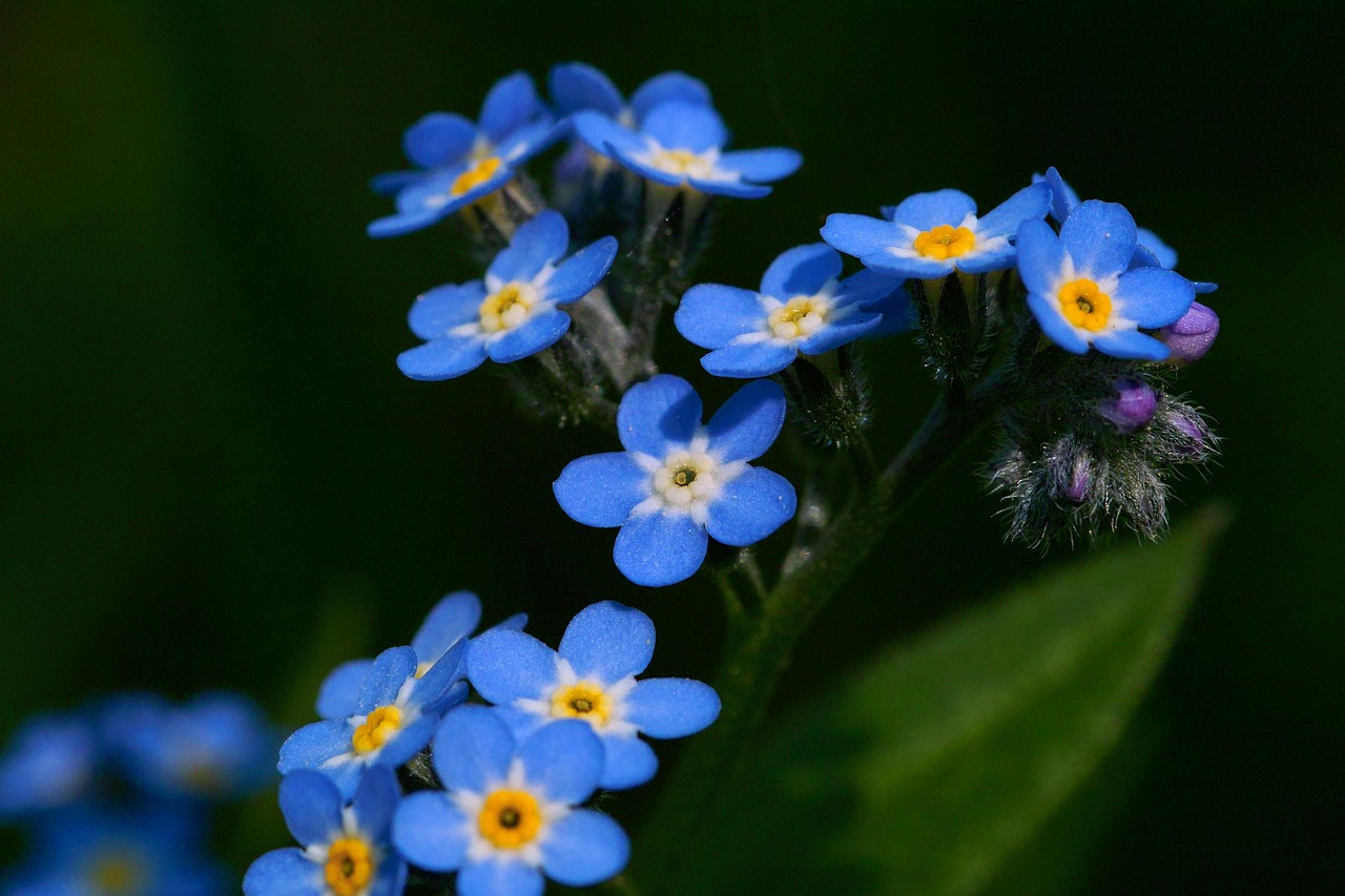 Forget Me Not Nature Flower - Free photo on Pixabay - Pixabay