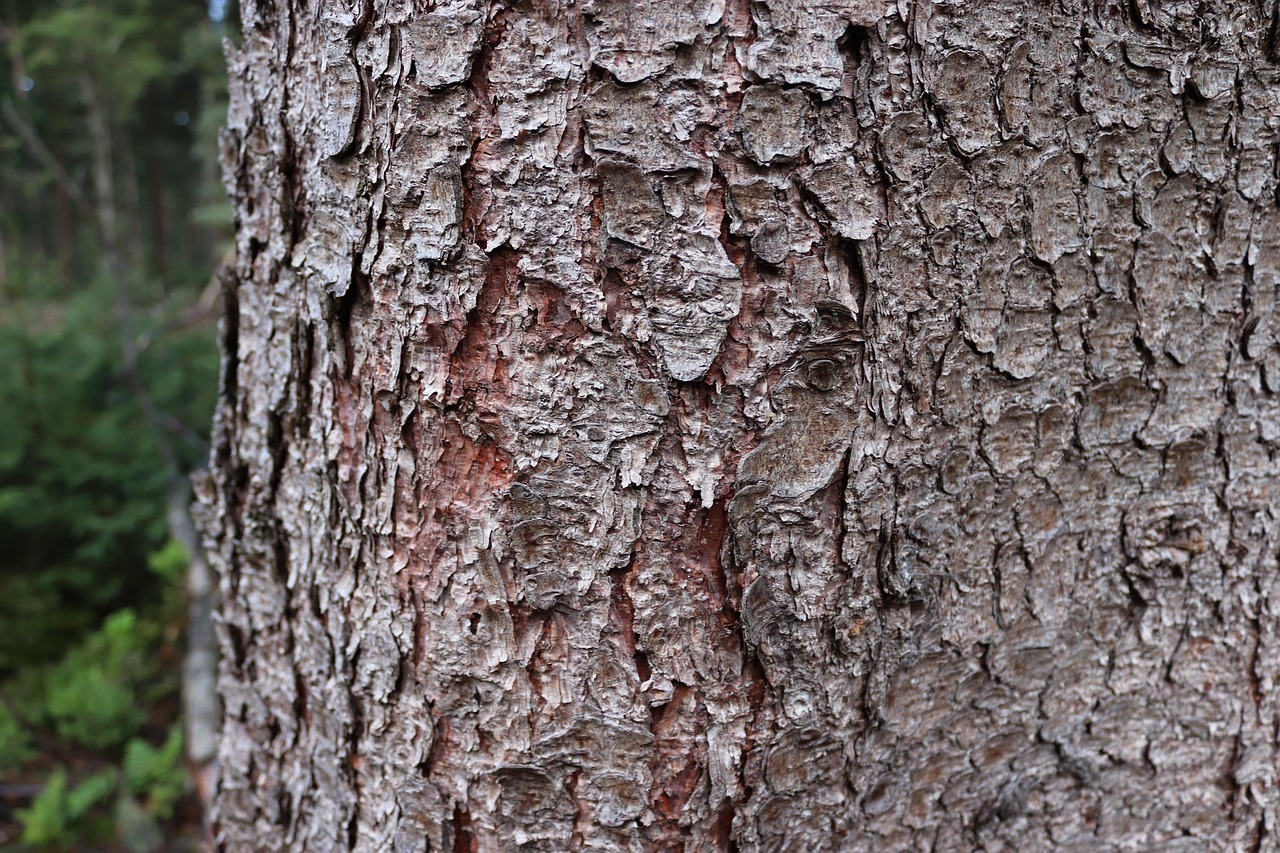 Fichtenrinde Textur Alt Holz Baum Rinde Textur 46993648 Stock Photo
