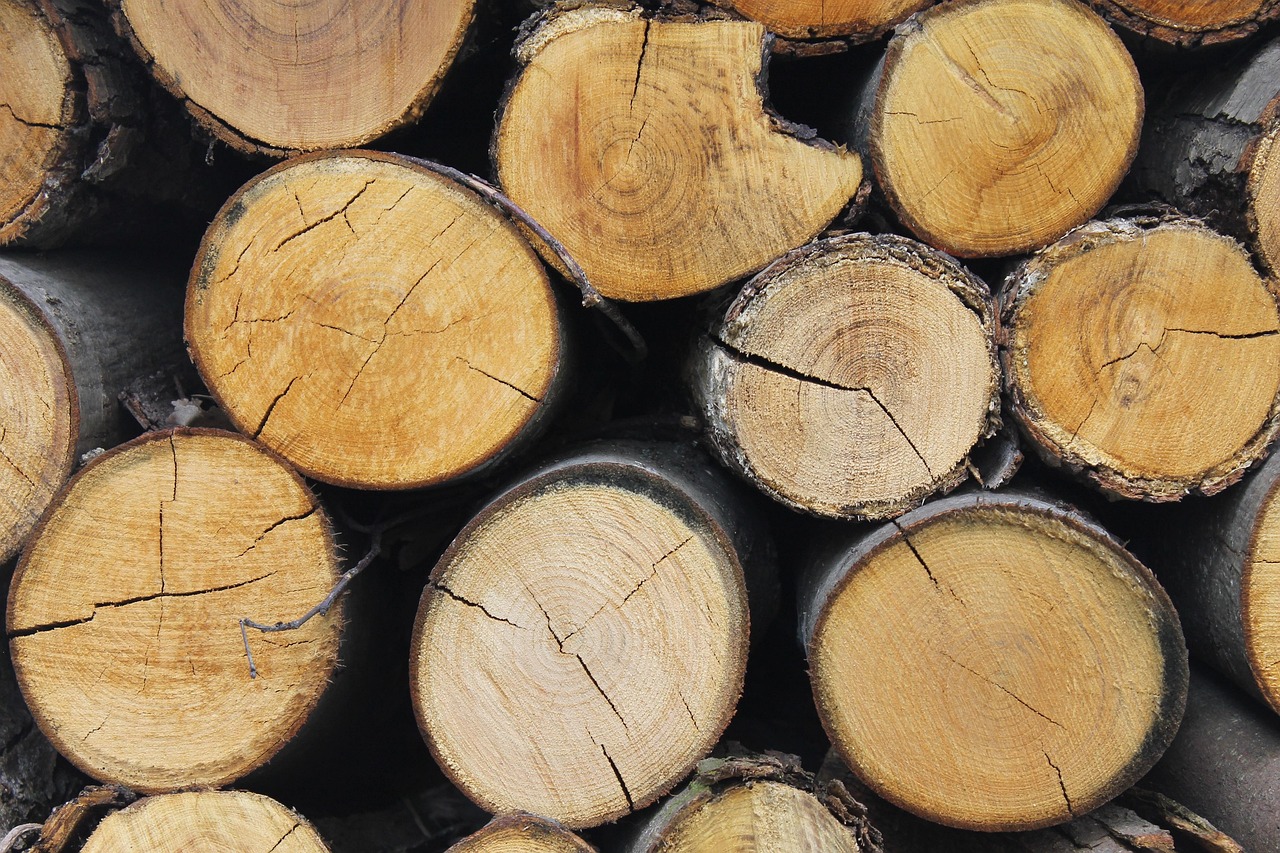Bois Tronc La Nature - Photo gratuite sur Pixabay - Pixabay