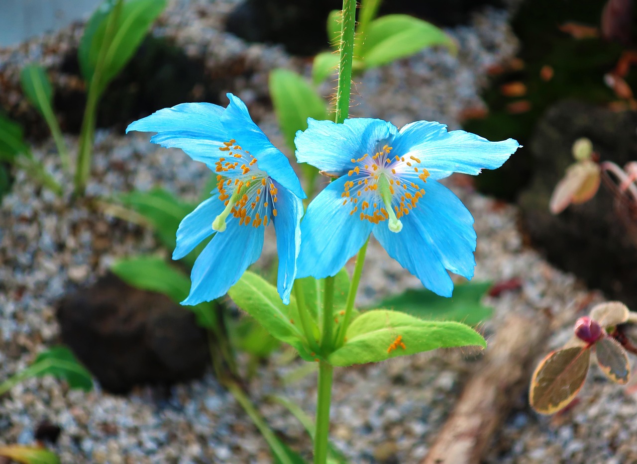 Flower Blue Plant - Free photo on Pixabay