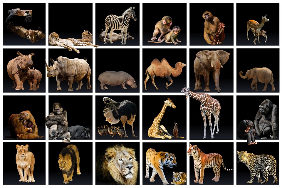 Wildlife Collection Predator - Free photo on Pixabay - Pixabay