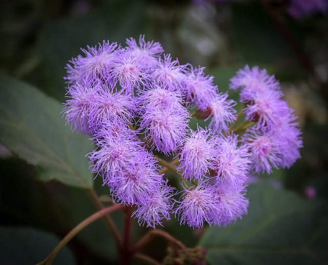 Flor Roxa Plantar - Foto gratuita no Pixabay - Pixabay