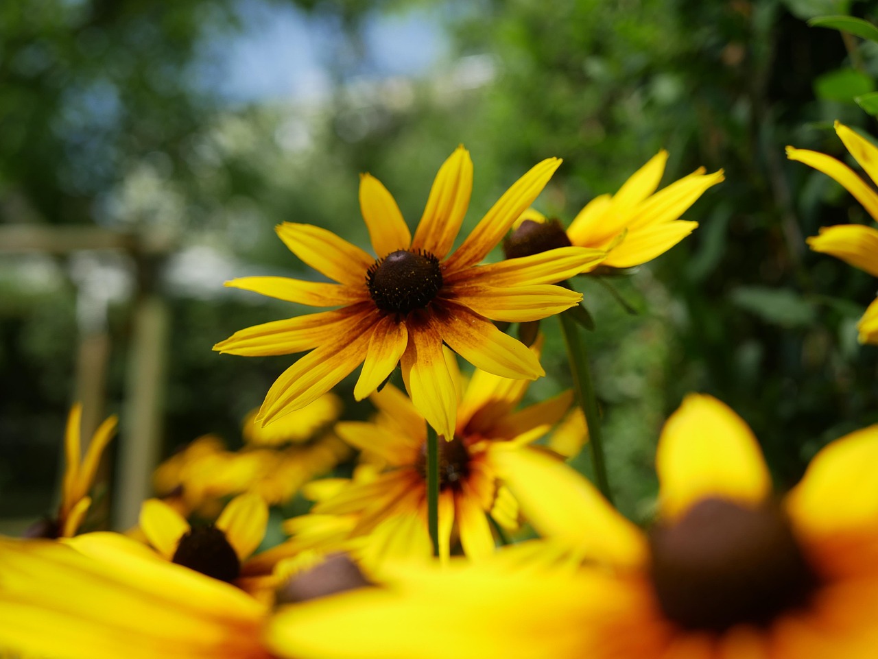 Rudbeckie Vivace Orange - Photo gratuite sur Pixabay - Pixabay