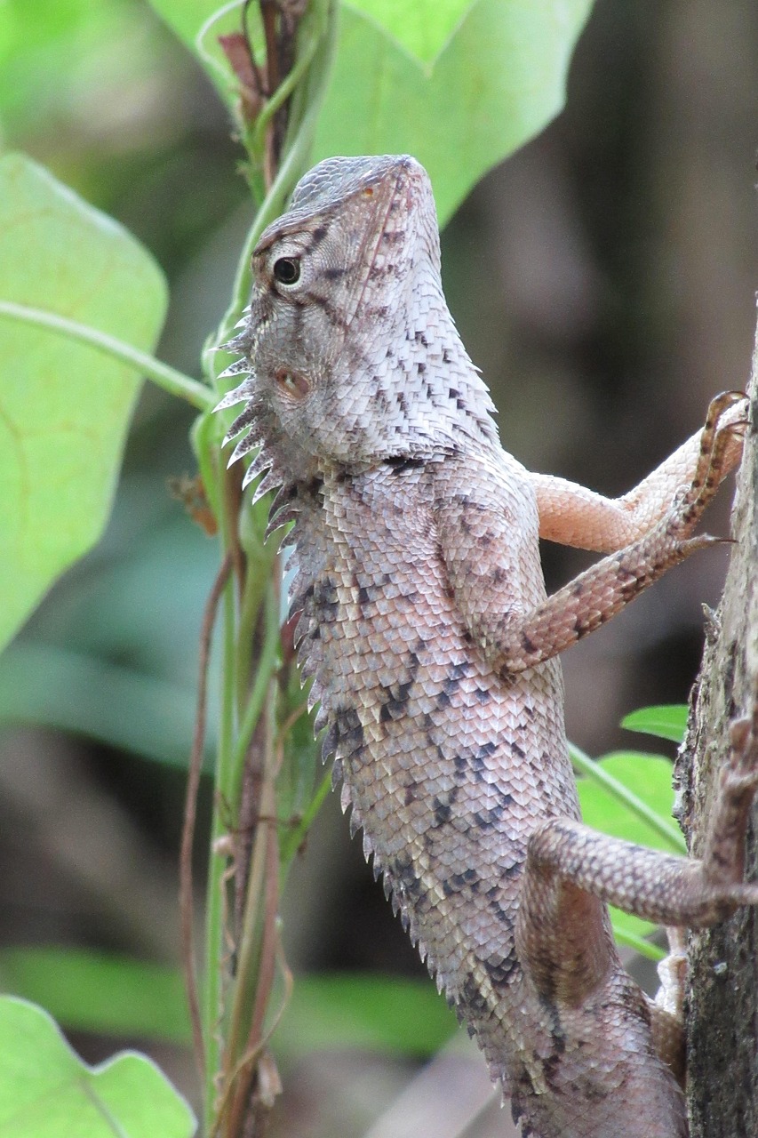 Iguana Reptile Lizard - Free photo on Pixabay - Pixabay