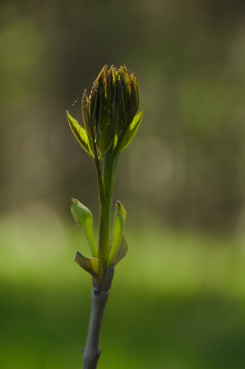 100,000+ Free Almost Spring & Almost Images - Pixabay