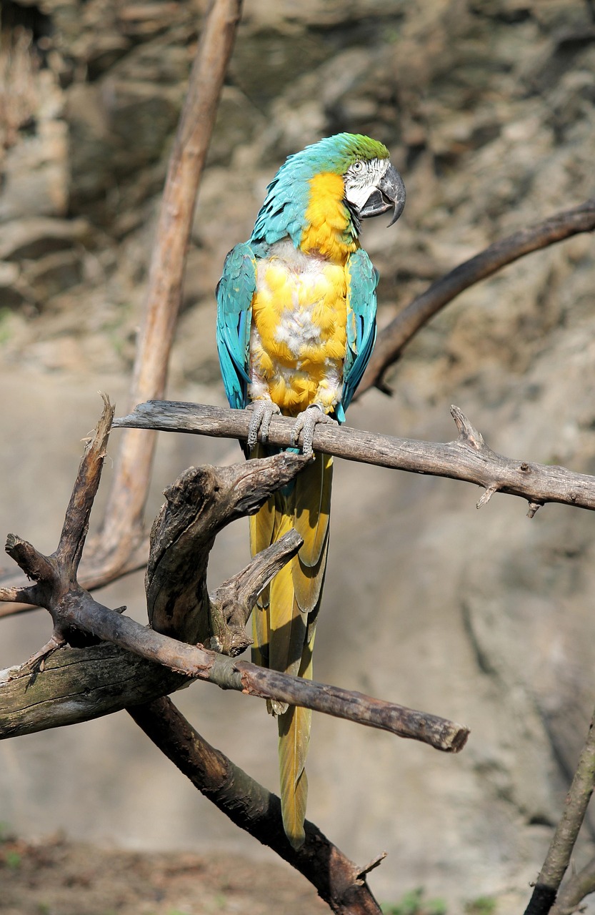 Papagei Jetzt Vogel - Kostenloses Foto auf Pixabay - Pixabay
