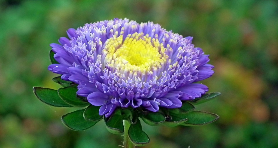 Aster Flower Blue - Free photo on Pixabay