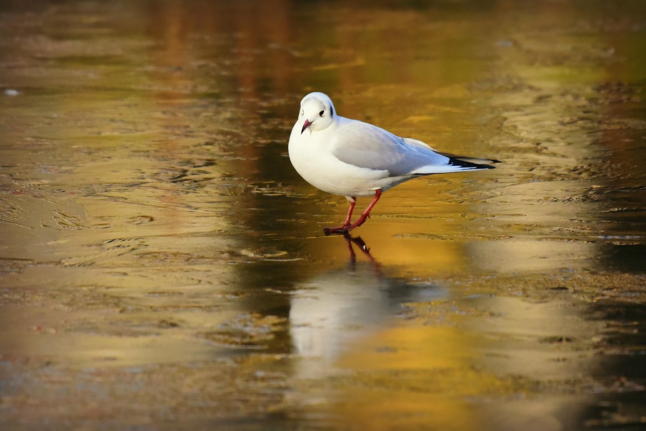 Seagull Gull Bird - Free photo on Pixabay