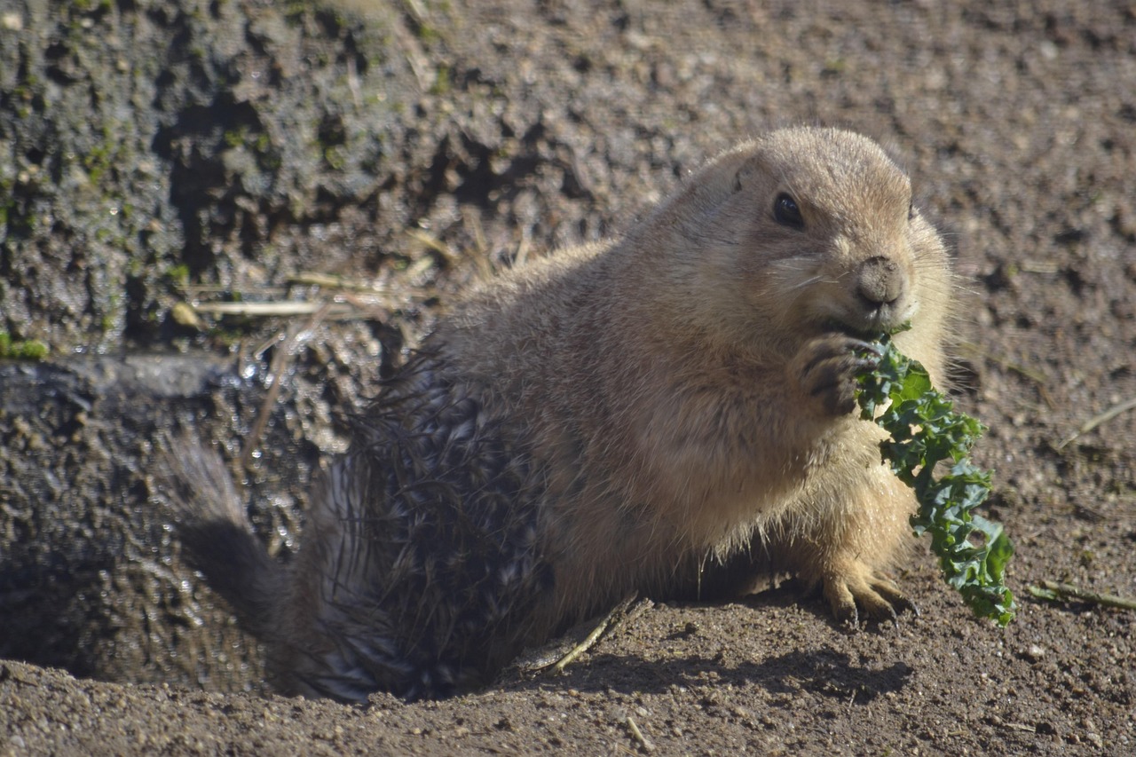 100+ Free Groundhog & Animal Images - Pixabay