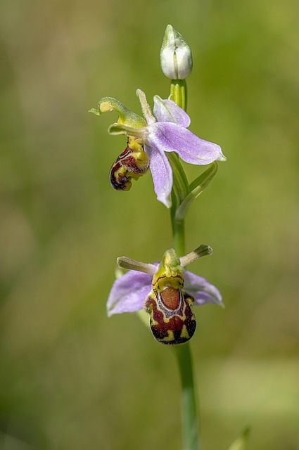 Biene Orchidee Wildblumen Flora - Kostenloses Foto auf Pixabay