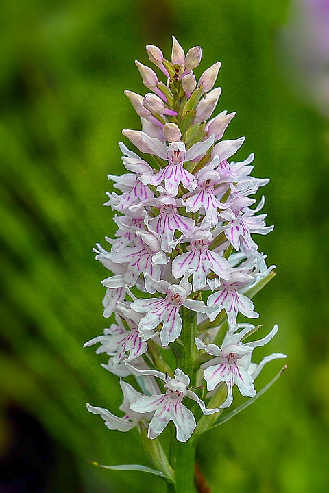 Orchidee Common Spotted Farbe - Kostenloses Foto auf Pixabay - Pixabay