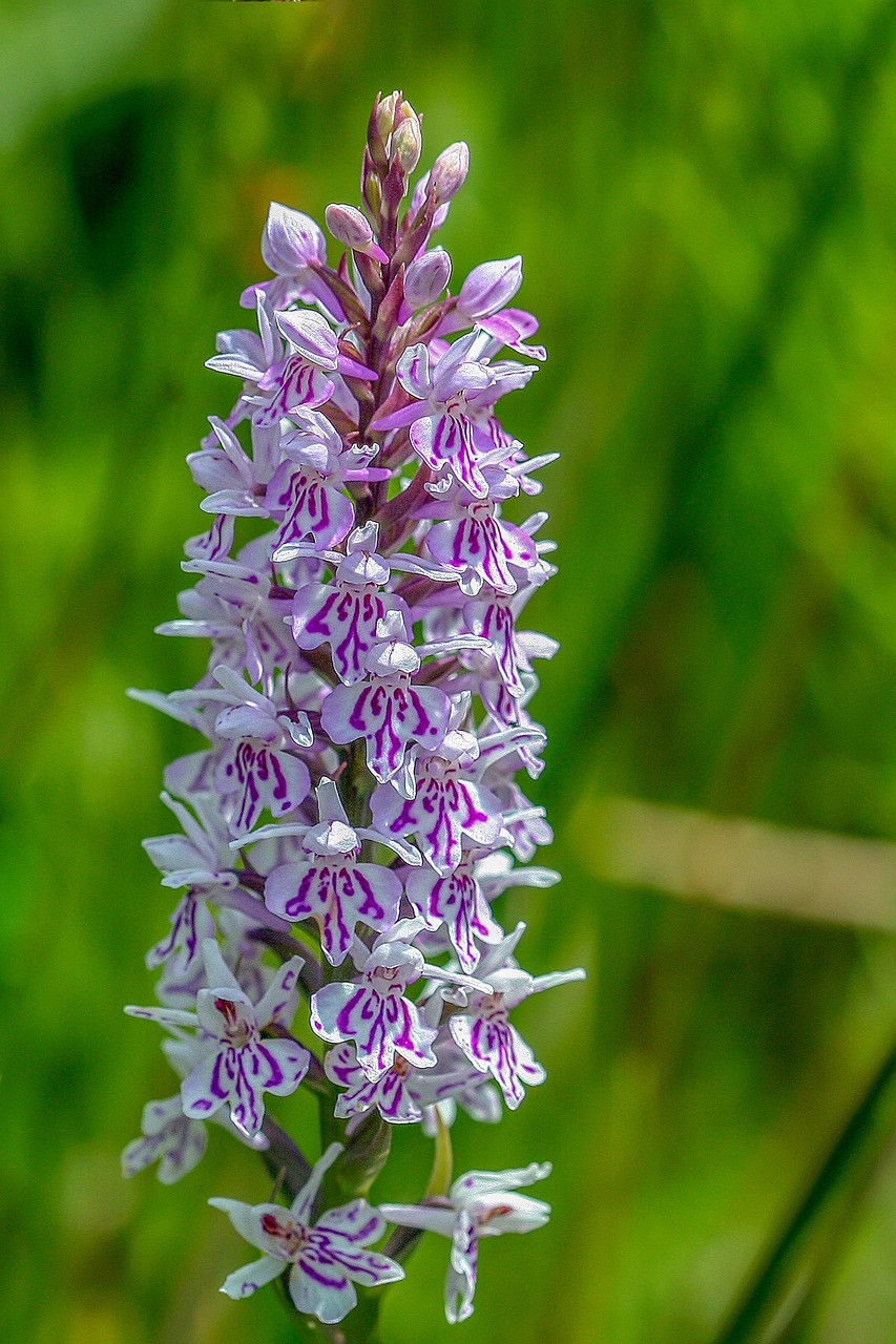 Orchidee Common Spotted Farbe - Kostenloses Foto auf Pixabay - Pixabay