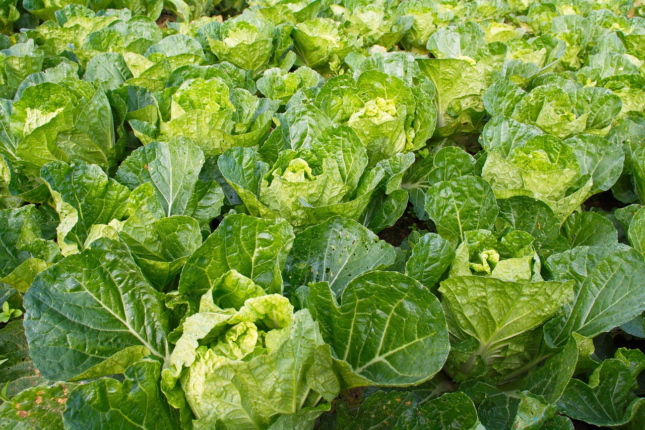 Lettuce Vegetable Farm - Free photo on Pixabay - Pixabay